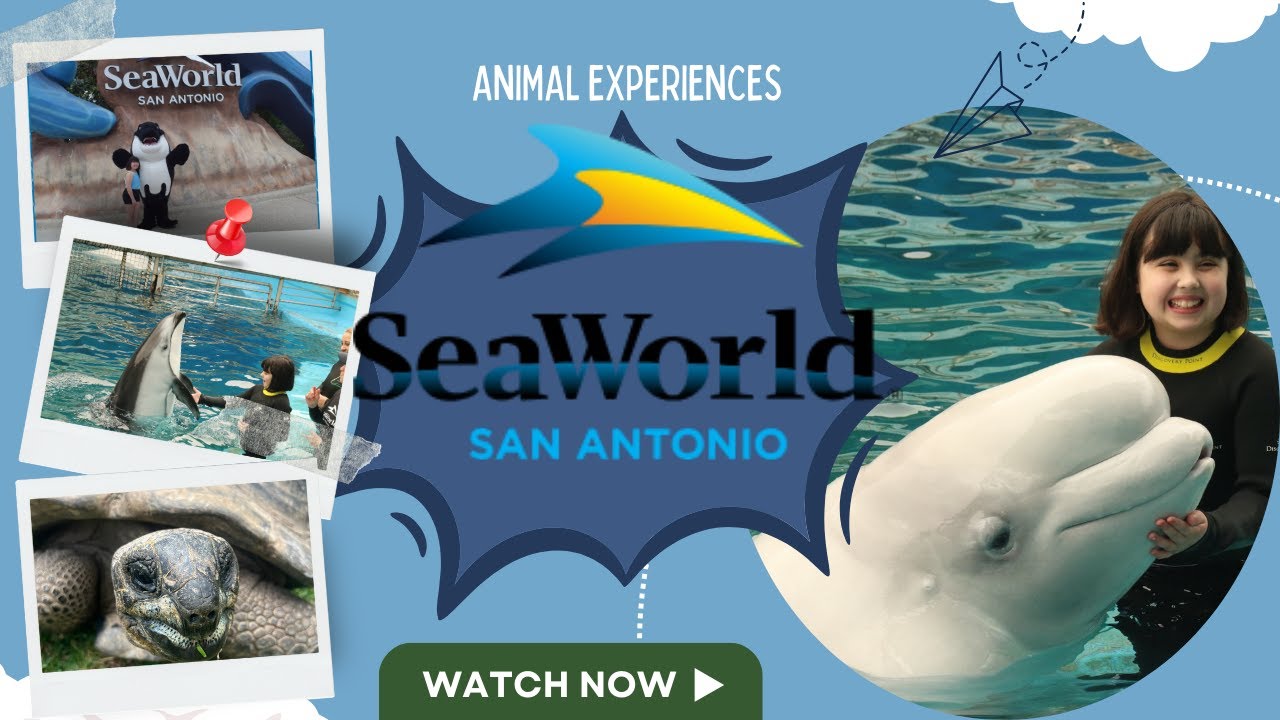 SEAWORLD SAN ANTONIO / ANIMAL ENCOUNTERS / TRAVEL VLOG / BELUGA WHALES ...
