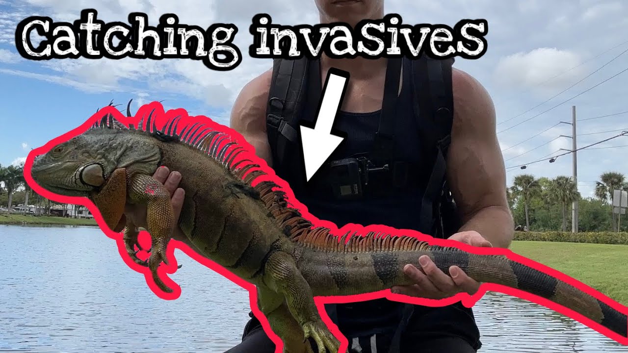 “Land Fishing” for Invasive Iguana - Urban Pond Fishing in South ...