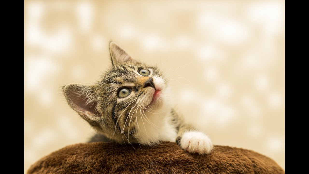 Sonidos de Gatos Maullando - Maulland Cats Sounds FUNCIONA!!! RUN ...