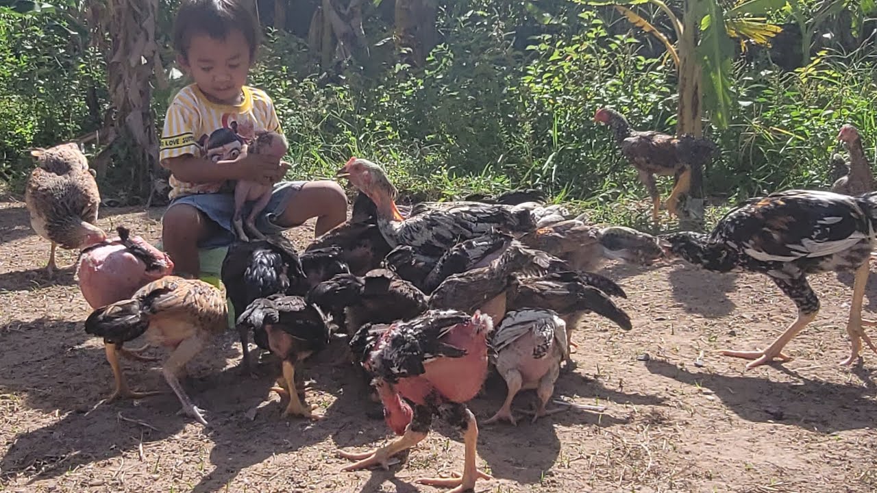 The process of raising native chickens from 1dayold to adulthood ...