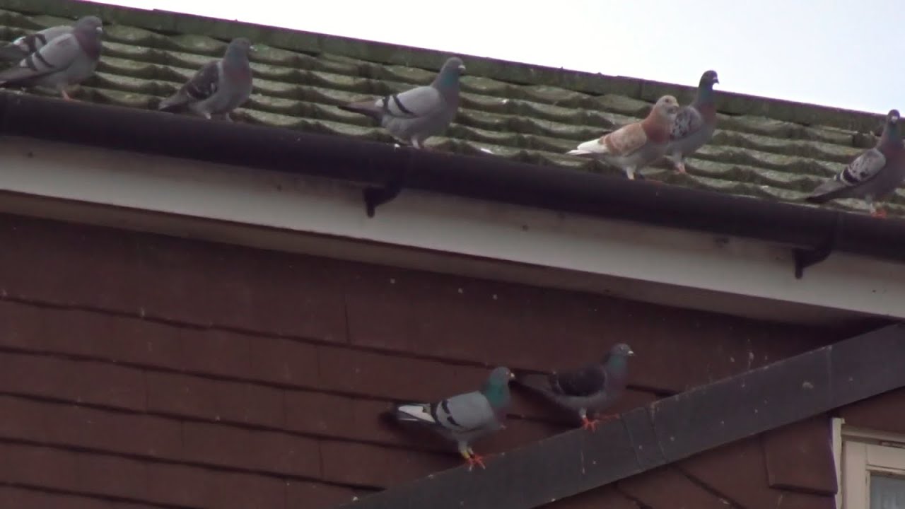 Beautiful Rainbow Fighting Pigeons - YouTube