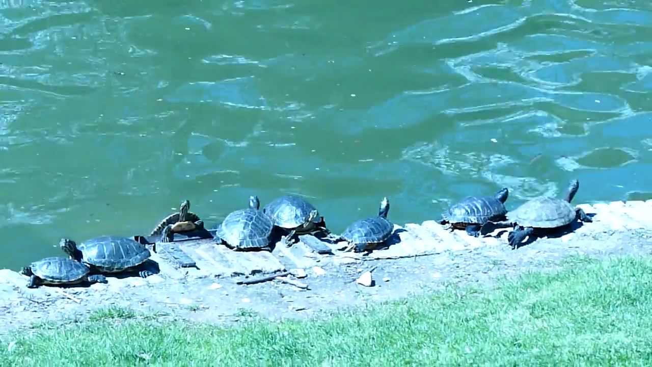 Lake animals - YouTube
