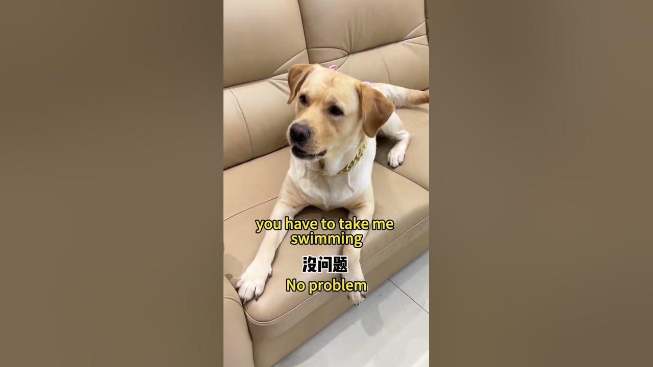 肉肉说了算🐶：狗子：没想到你是这样的人害我白高兴一场 Youtube