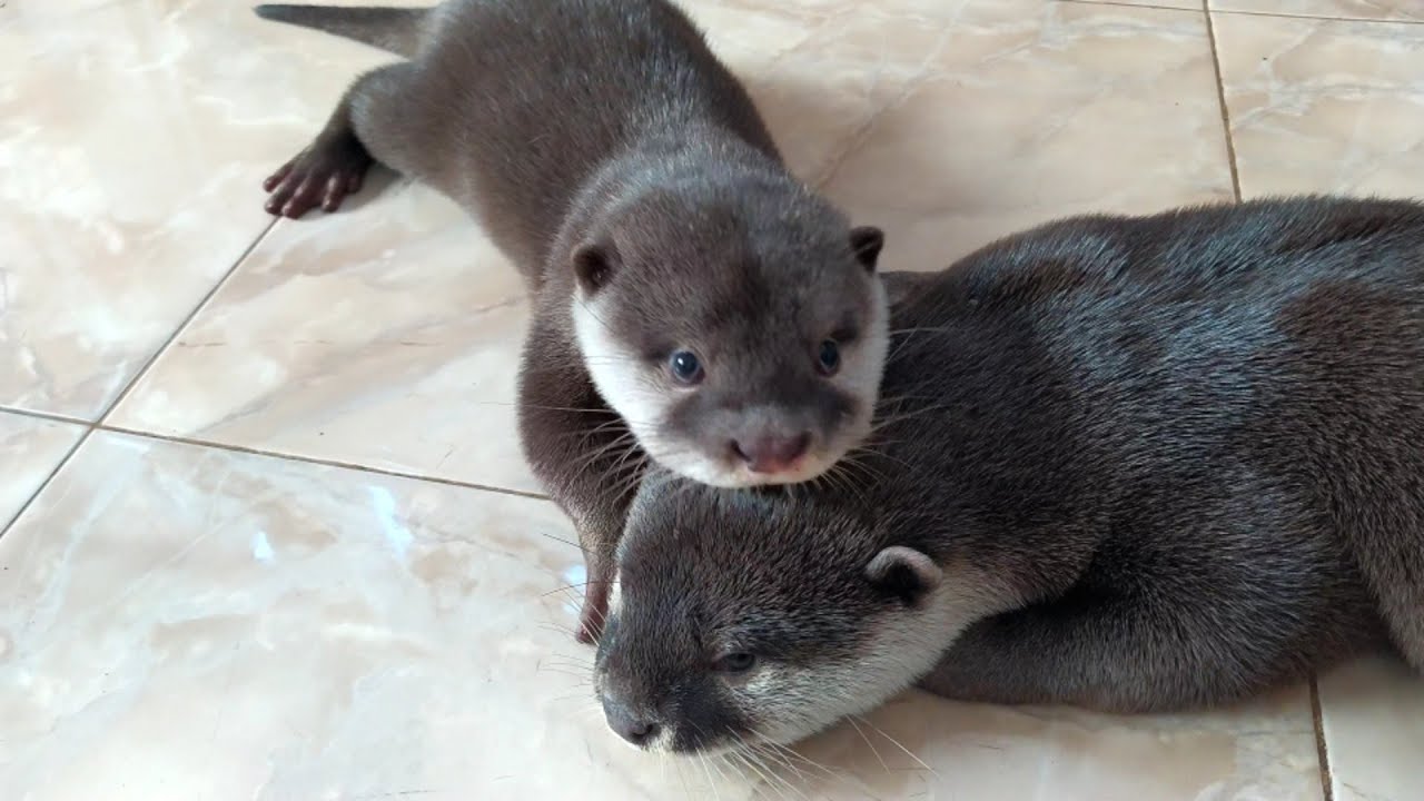 Otter who looks sad | otter yang terlihat sedih - YouTube