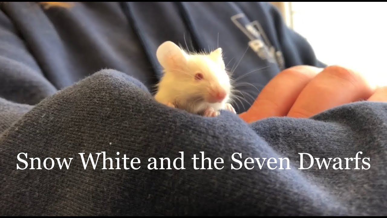 8 Little Mice - YouTube