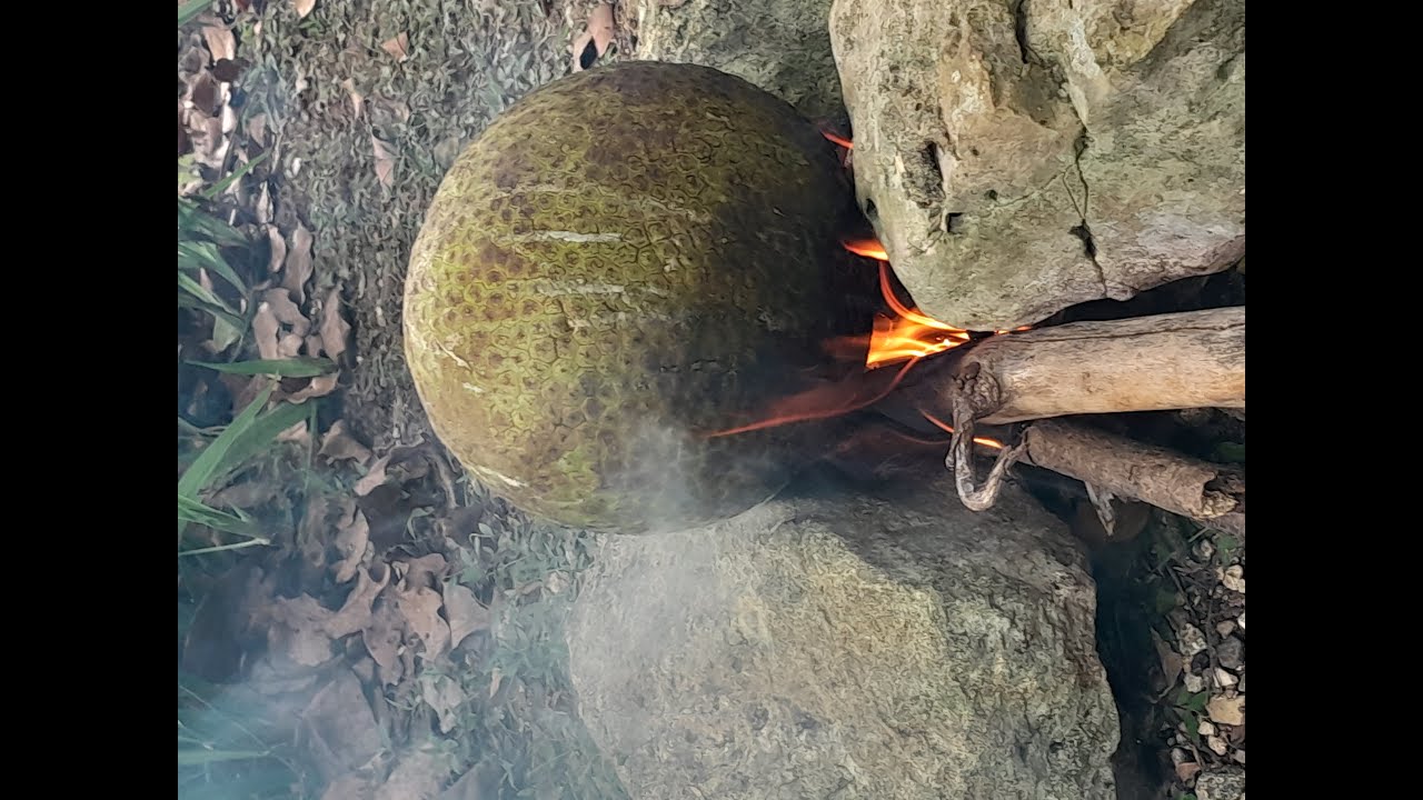 Roast Breadfruit on wood fire Jamaican Style - YouTube