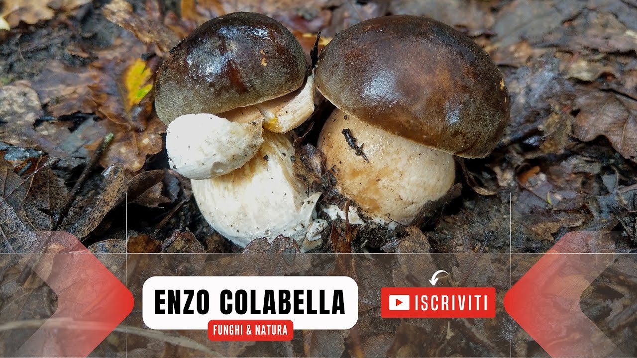 Porcini di inizio novembre sotto la ☔💦 Boletus aereus (porcini neri ...