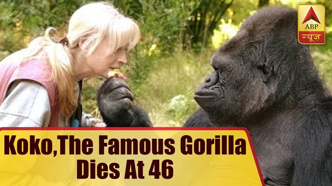 Koko, The Famous Gorilla Who Mastered Sign Language, Dies At 46 | ABP ...