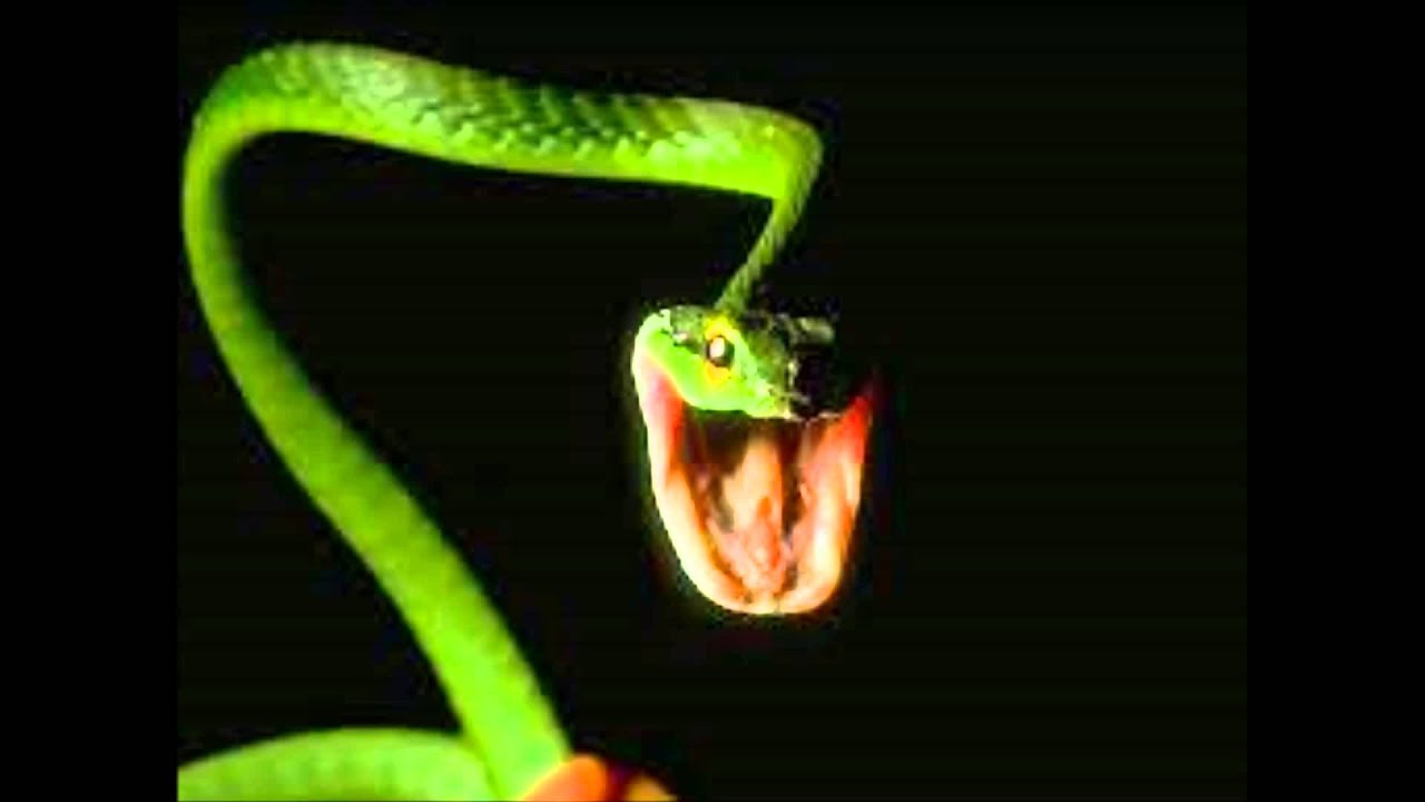 Hit a Snake! - YouTube