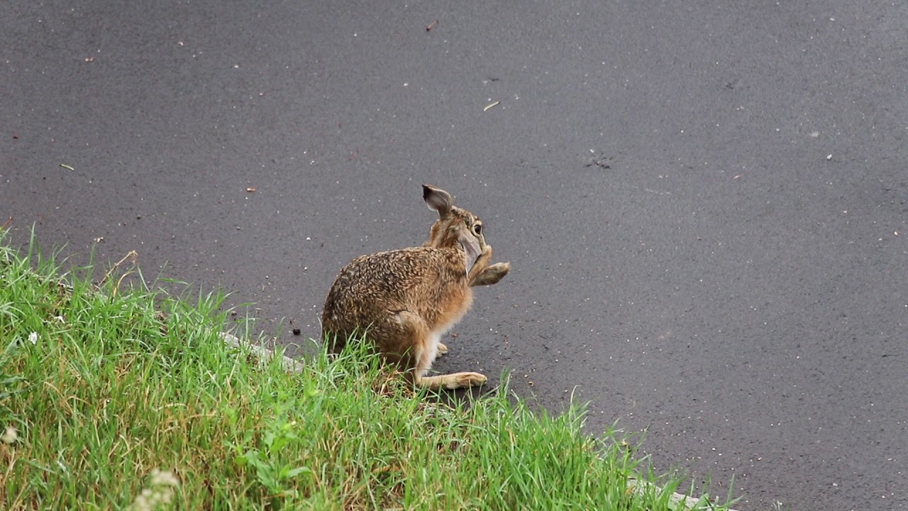 wildlife: urban rabbit @ linz/austria - YouTube