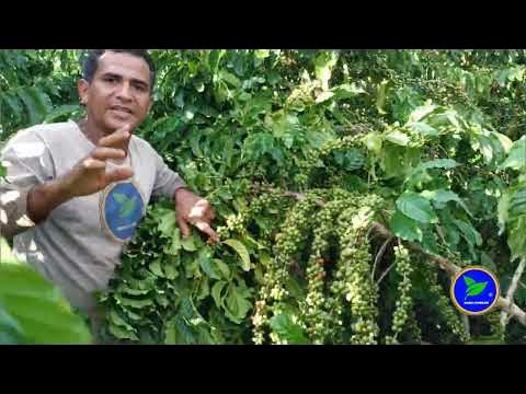 colheta de 2023 deu muito café conilon, CLONES; 143,153,A1p2,verdin,lb1,k61🇧🇷 - YouTube