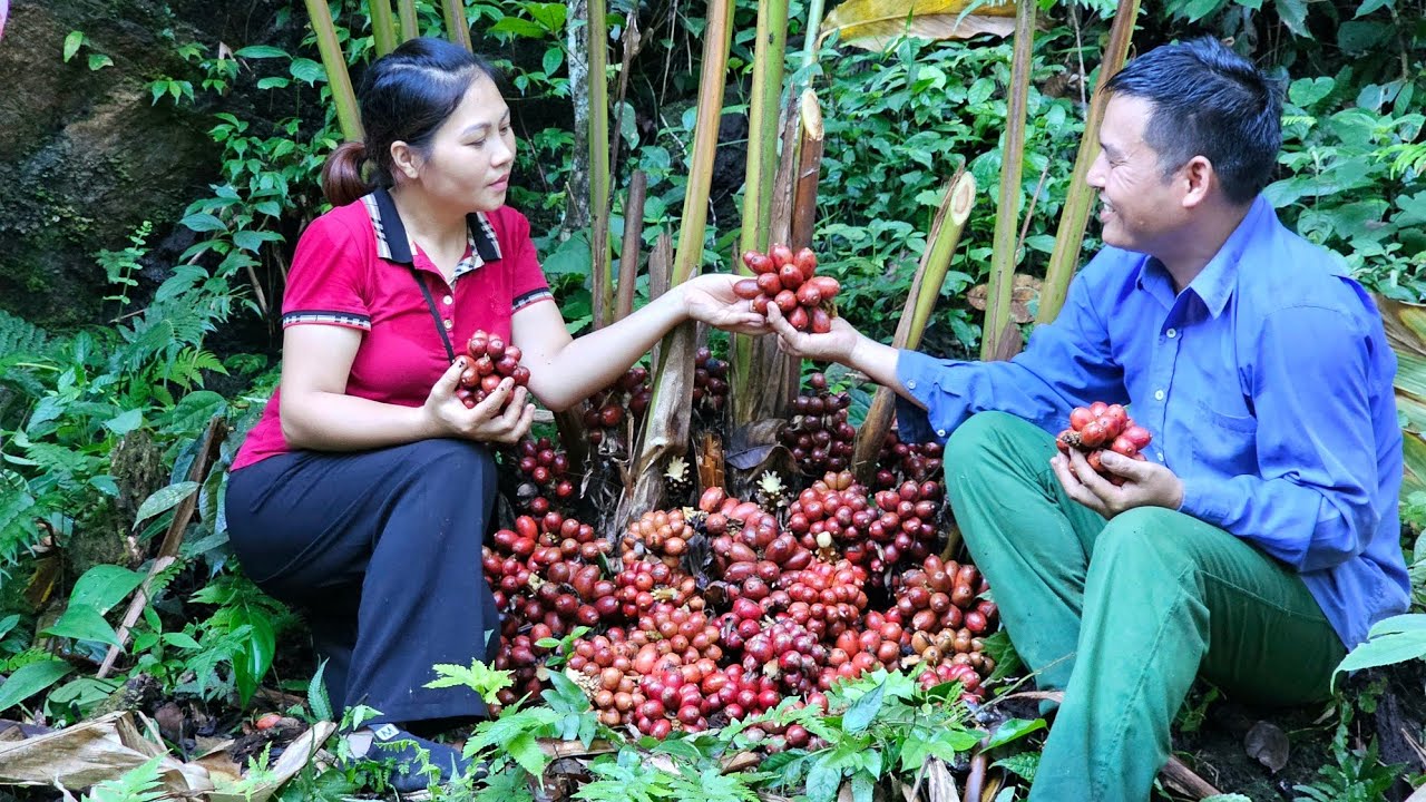 Cardamom - Precious spice of the Northwest mountains and forests of ...