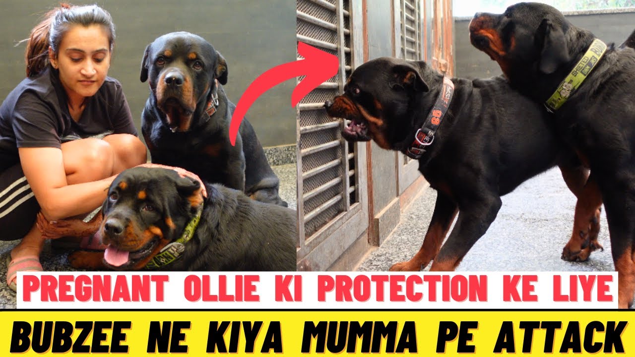 Rottweiler Bubzee Ne Kiya Mumma Pe Attack: Pregnant Ollie Ki Protection ...