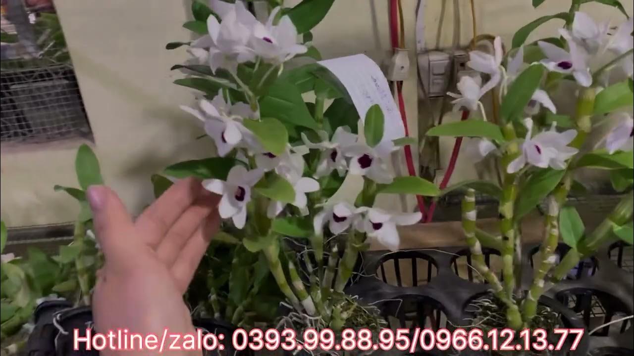 TRƯA 12/3 CẬP BẾN HƠN TRĂM MÃ HÀNG GIÁ CHỈ TỪ 25k…Lh 0393998895/0966121377 - YouTube