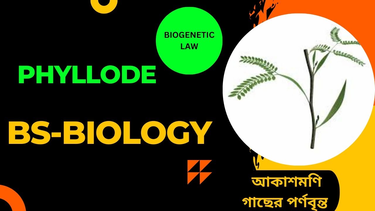 #Phyllode of Acacia auriculiformis #আকাশণির_পর্ণবৃন্ত #Biology - YouTube