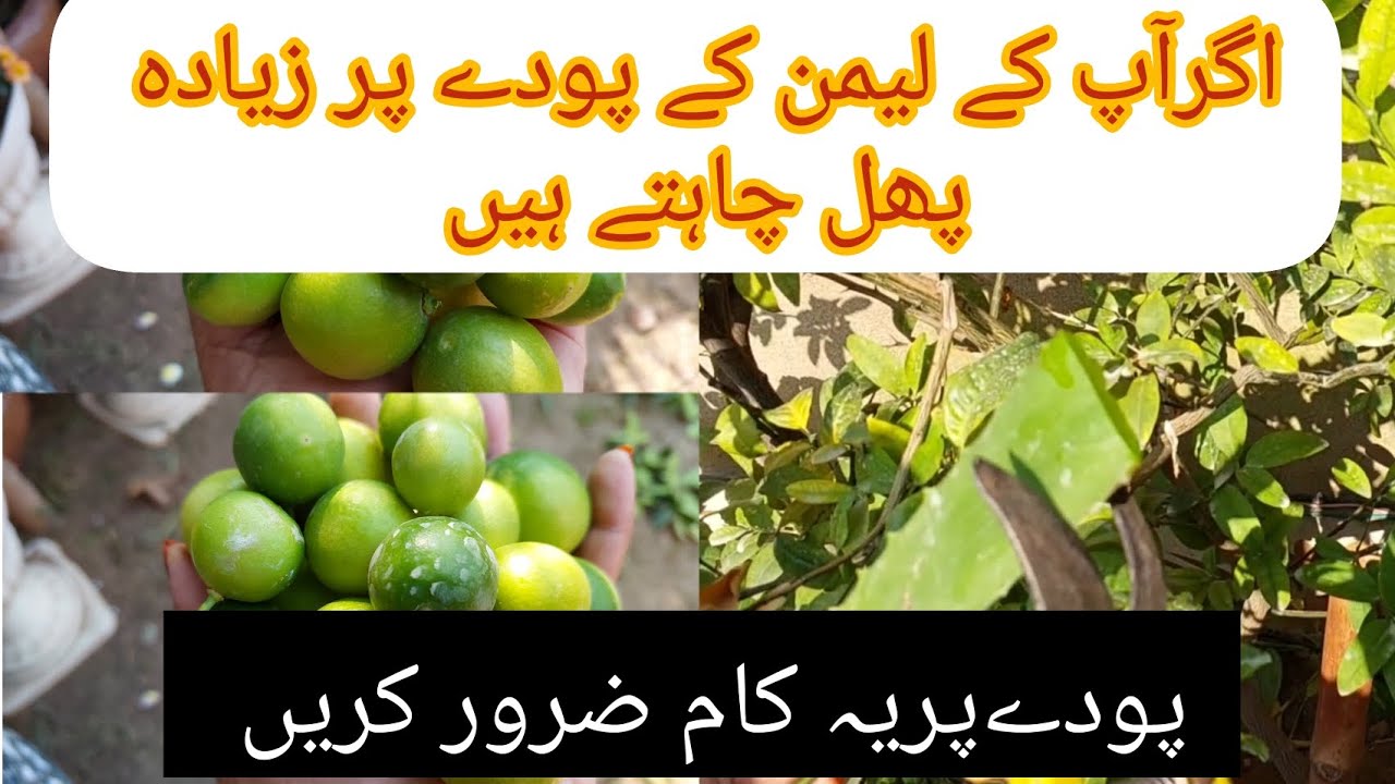 Agar ap k lemon plant per lemon zada lene, hain lemon per yah kam zarur ...