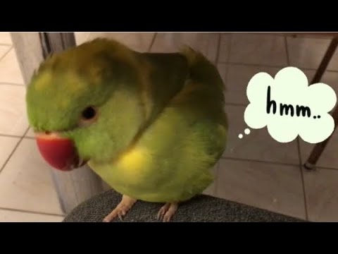 Funny Parrot Hide’s and Answers “Hmm”? when Called 😂 - YouTube