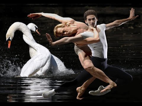 BALLET STARS №5 -"DYING SWAN" - Saint-Saens - "УМИРАЮЩИЙ ЛЕБЕДЬ" - YouTube