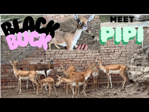 male Blackbuck are strikingly handsome animals with long, spiralling ...