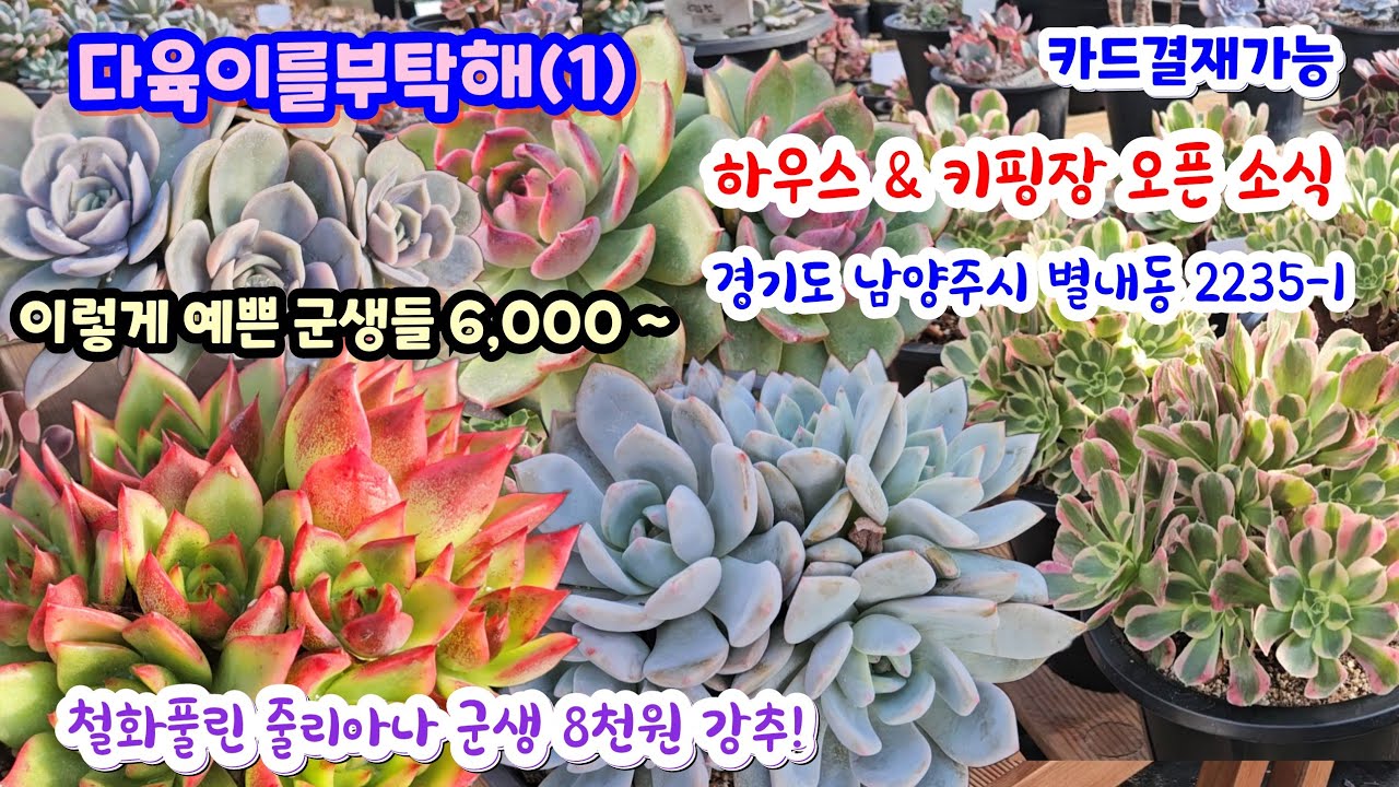 다육이를부탁해1 예쁜 다육이 가격 짱 철화풀린 자연군생 풍성한 줄리아나 8천원에 강추 왈츠 군생 보셨나요~ 핑크프린스