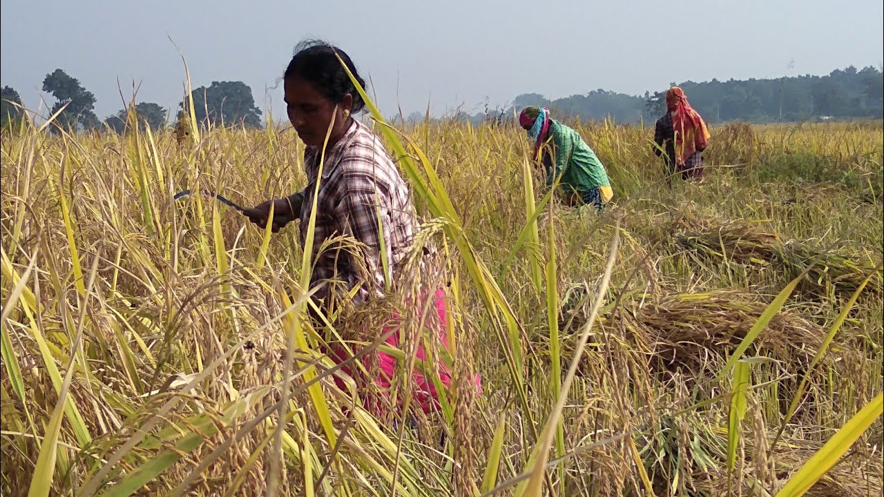 rice crop cutting by hand in old way - YouTube
