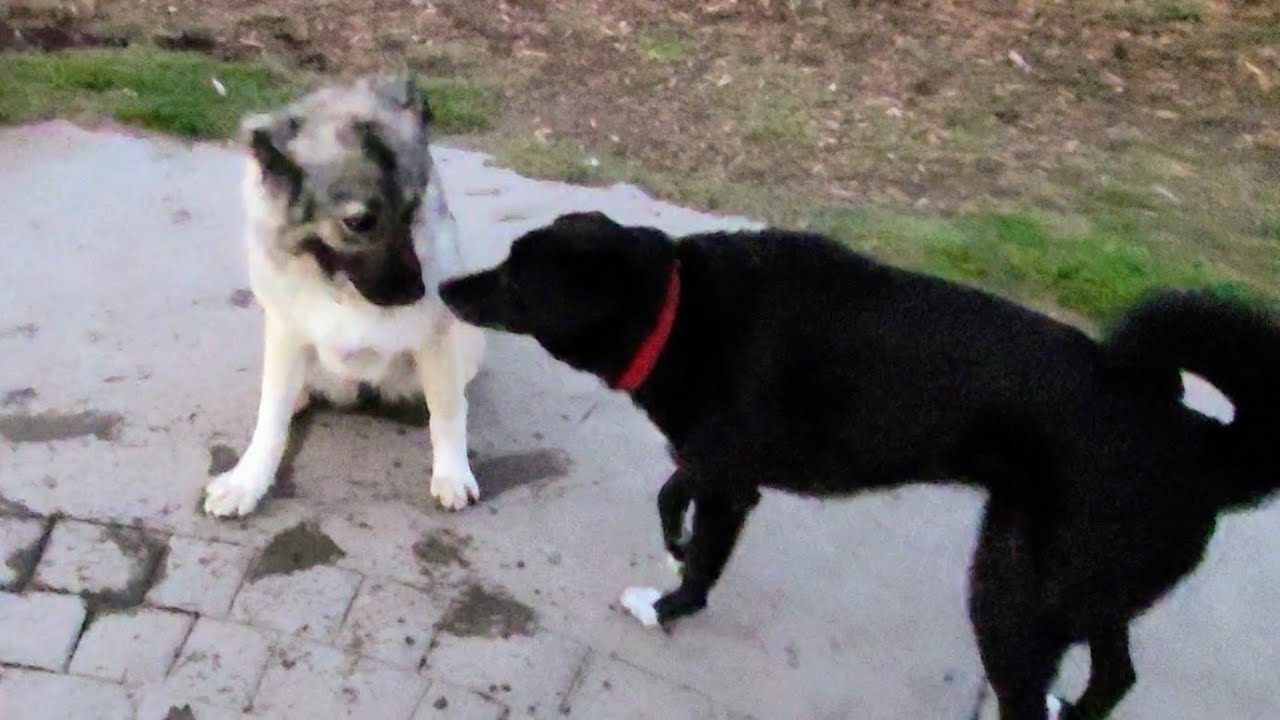 Pixie Plays at Sandy City Dog Park on August 1, 2024 - Caucasian Ovcharka Dog - Caucasian ...