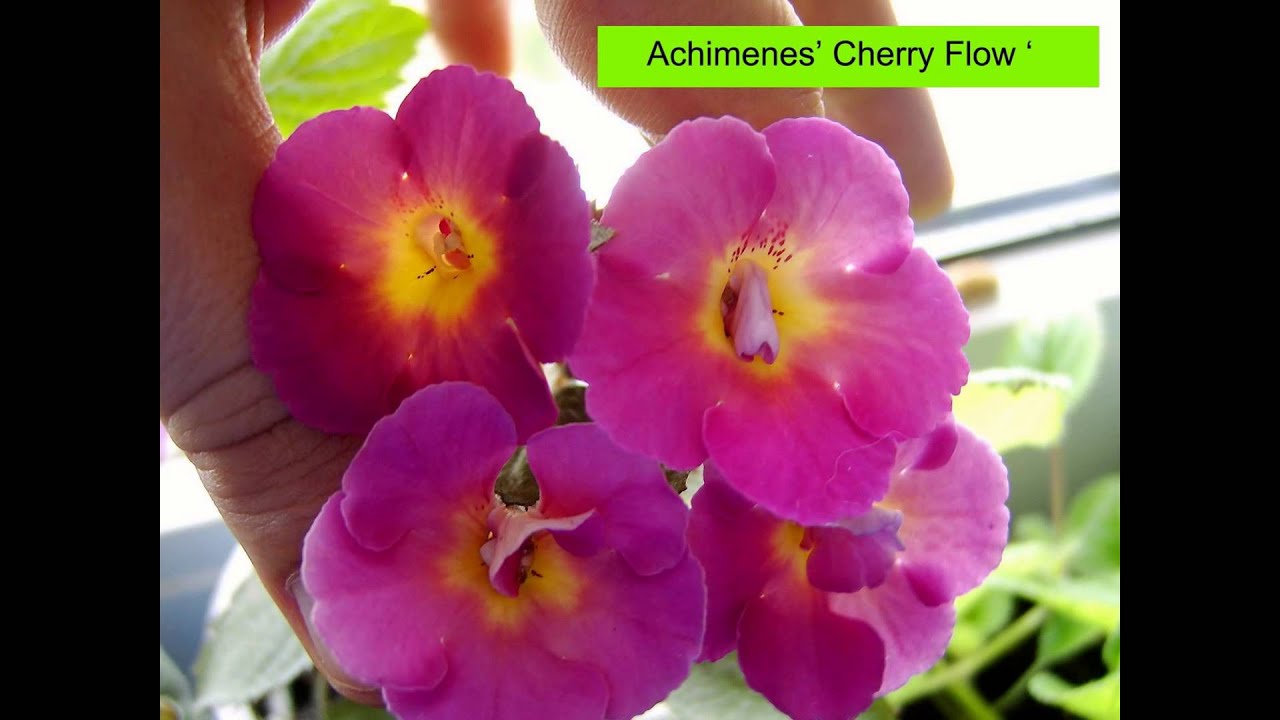 Flowers of Achimenes and Achimenanthas 2014- creating your indoor ...