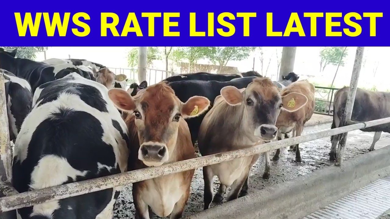 WORLD WIDE SIRES RATE list 2024 - YouTube