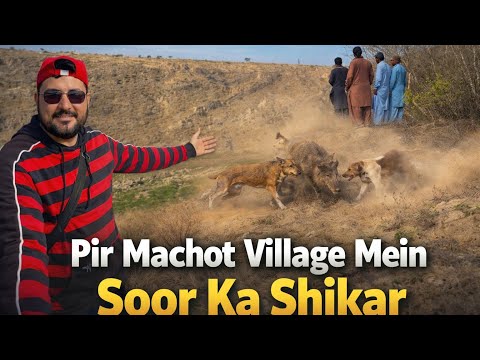 Pir Machot Jhelum Soor Ka Shikar | Hunting with Dogs Pakistan | Paharon Mein Hunting Vlog