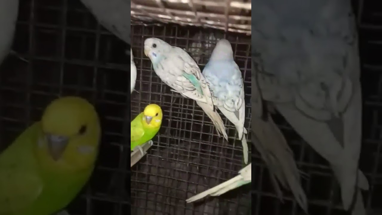 Spangle budgies || bajri tote #budgies #pathanbirdsacademy #shorts - YouTube
