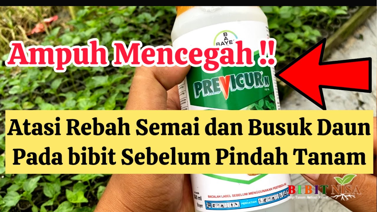 Terbukti !! PREVICUR Cegah dan Atasi Penyakit Rebah Semai dan Busuk ...