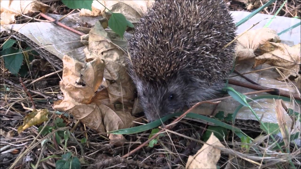 Hedgehog walking away - Natural movie - YouTube