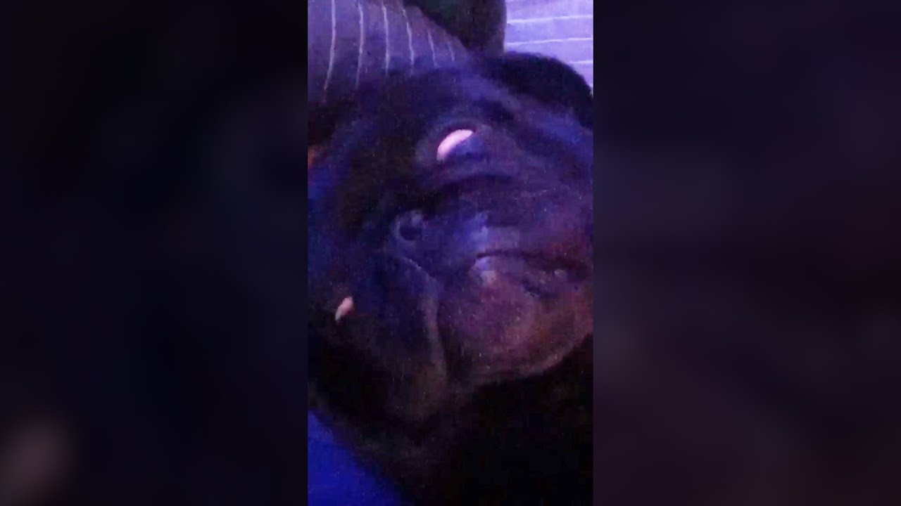 Zombie Hund Kylo?😂 MontanaBlack Instagram Story - YouTube