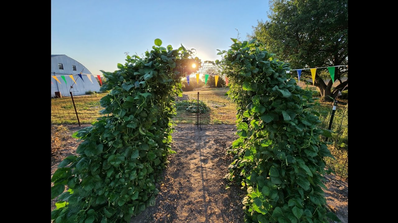 It's Green Bean Season! - YouTube