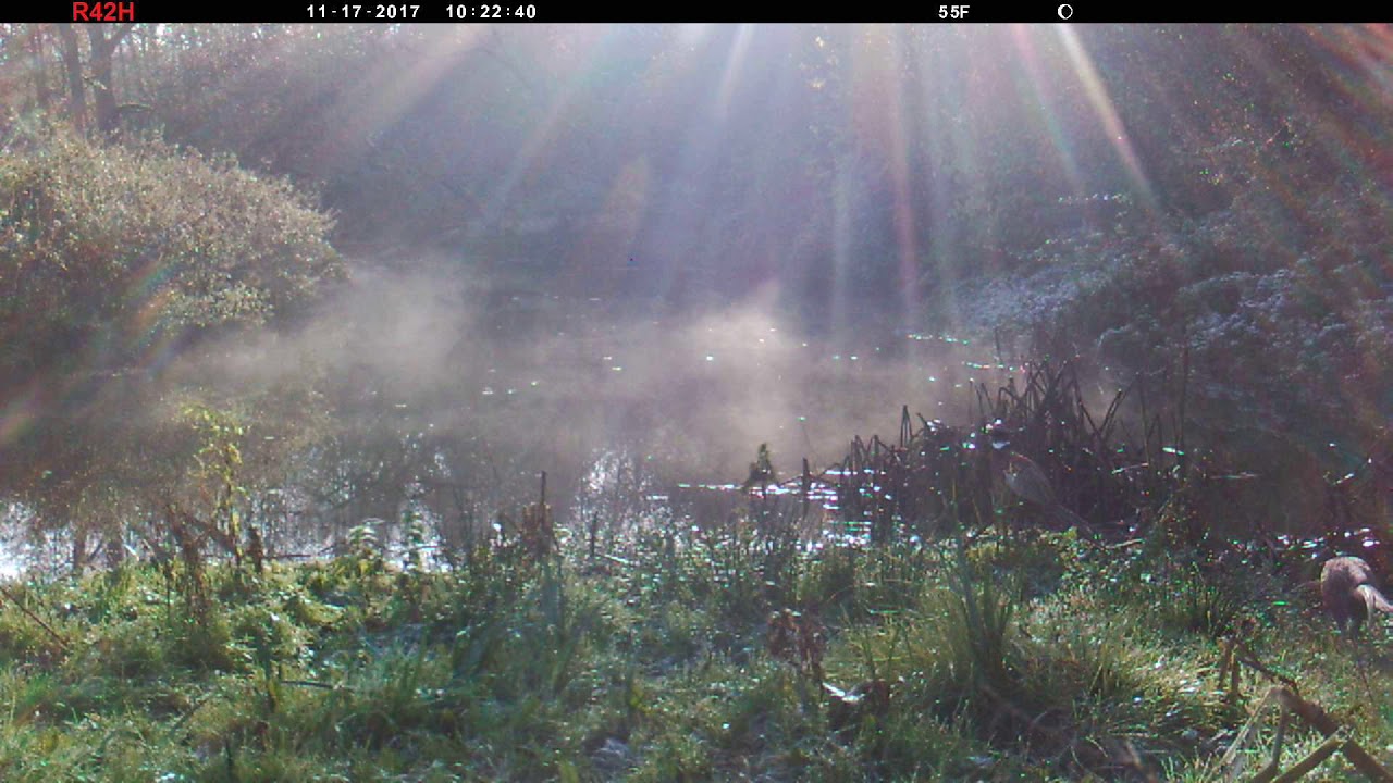 Pheasants in the mist - YouTube