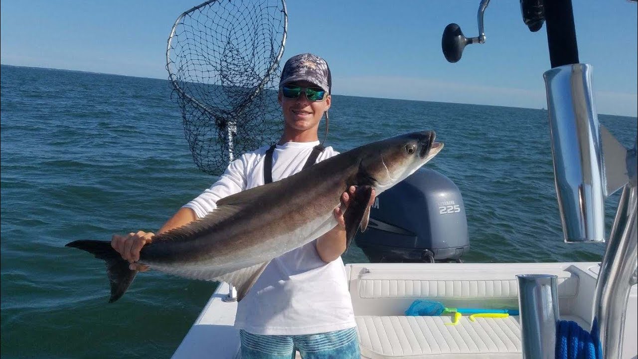 SIght fishing for GIANT cobia in the Chesapeake Bay. - YouTube