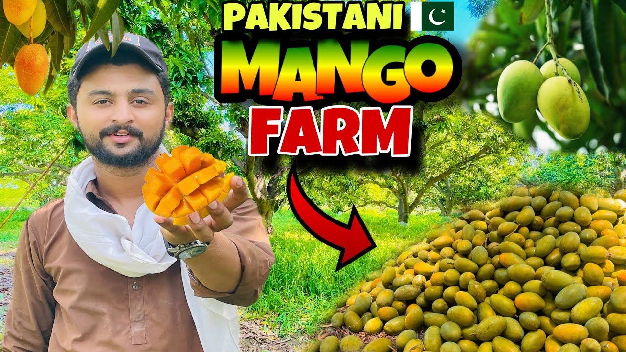 World Famous Pakistani Mangoes | Pakistani Mango Farm | Village Vlog ...