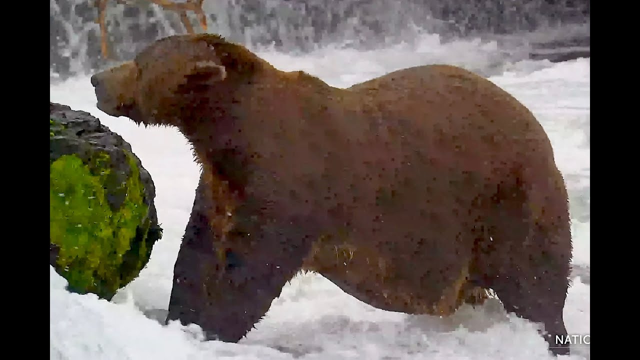 28 Aug 2024: 32 Chunk catching fish at the falls (explore.org) - YouTube