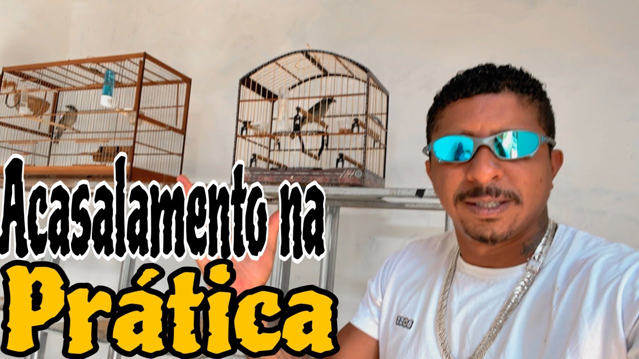 NAMORO E ACASALAMENTO VISUAL DO NOSSO TRINCA FERRO , MANEJO NA PRÁTICA ...