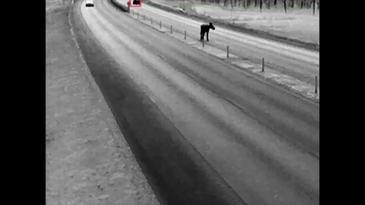 Metsloomal on alati peatee 20" - YouTube