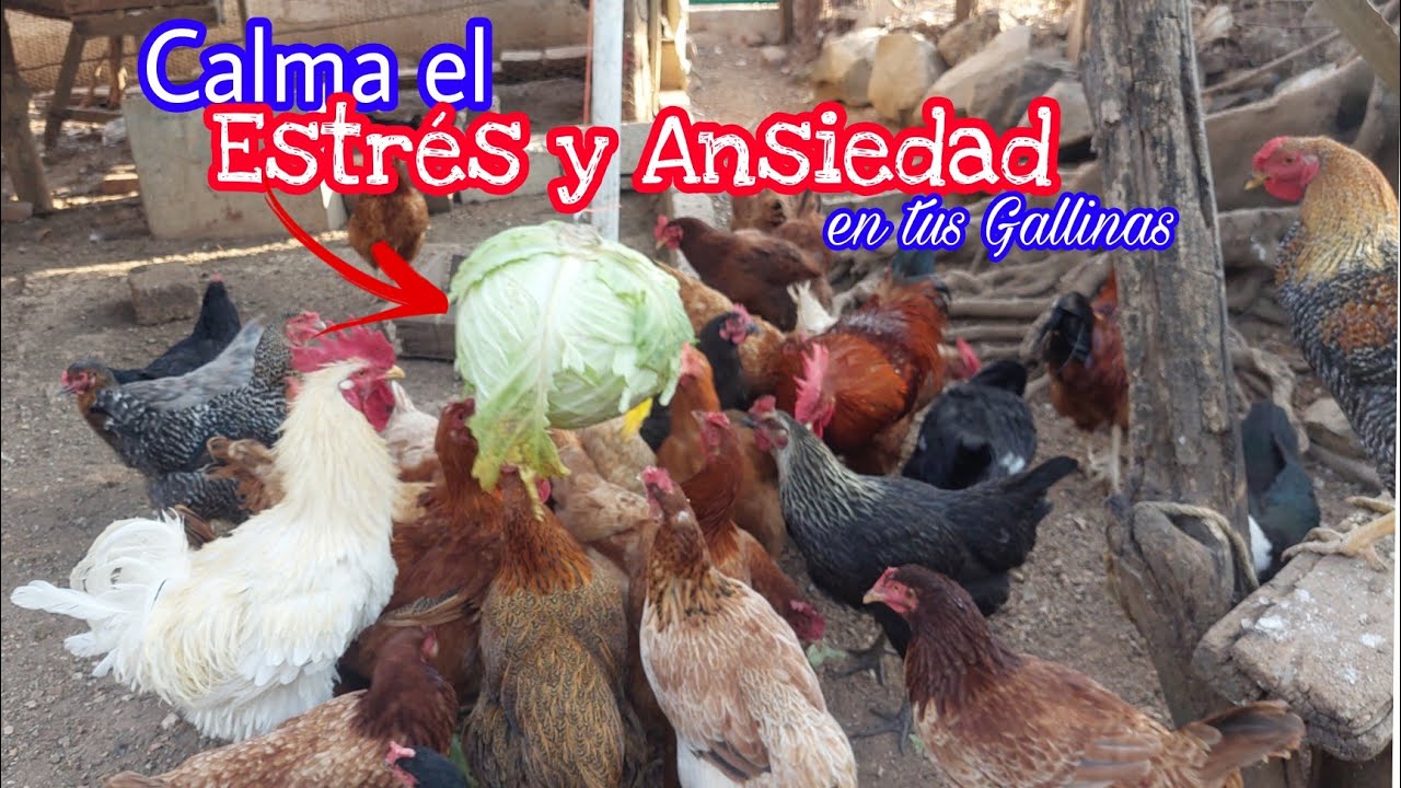 ️Confirmado🔴 Lo mejor para el estrés y la ansiedad en las GALLINAS ...