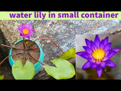 waterlily in small container / how to grow water lily / water lily care ...