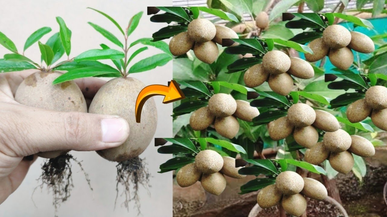 Good Skills: How to grow Sapodilla tree with sapodilla fruit in pots ...