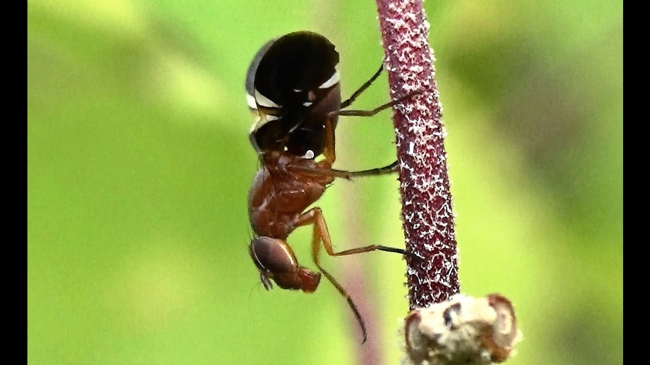 The Picture-winged Fly (Delphinia picta) Exploring an American ...