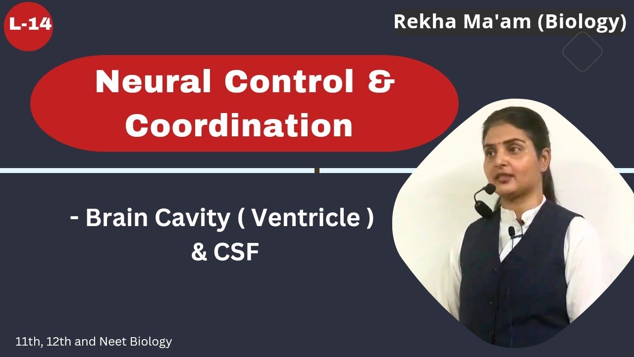 Lec-14 Neural control and coordination | Brain cavity (Ventricle) & CSF ...