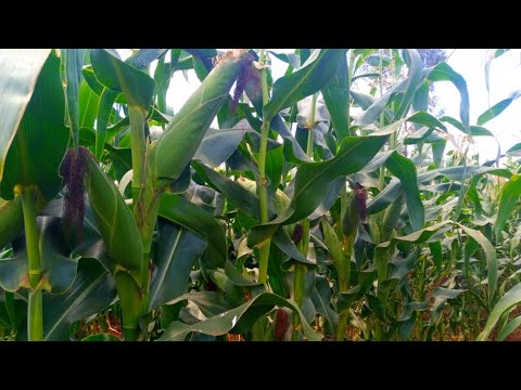 MAIZE FARMING IN KAMWANGI, GATUNDU NORTH IN KIAMBU COUNTY. - YouTube
