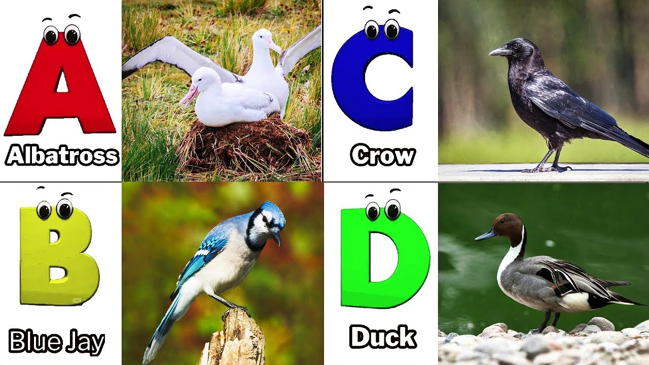 ABC - Alphabet Song - ABC Song - Collection - 2024 #740 - YouTube