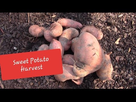 Time to Harvest the Sweet Potatoes - YouTube
