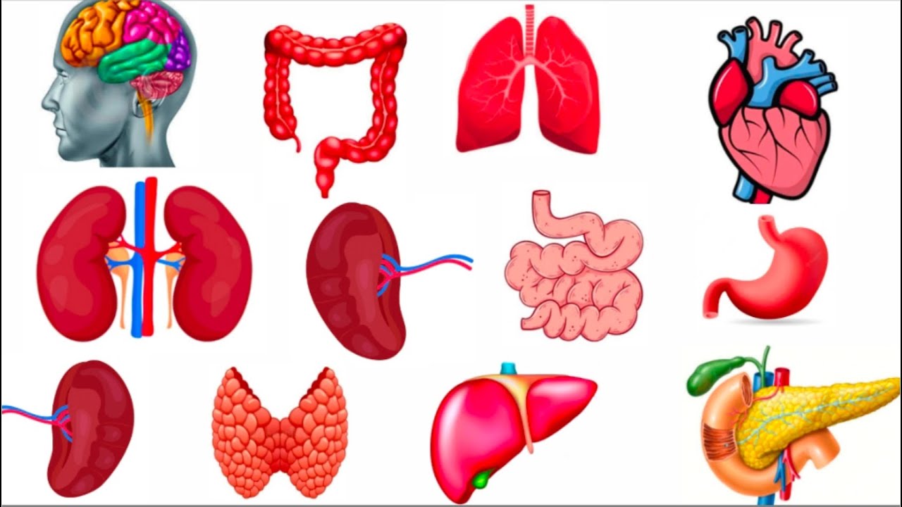 Learn Internal Body Organs Names in English with Pictures. - YouTube