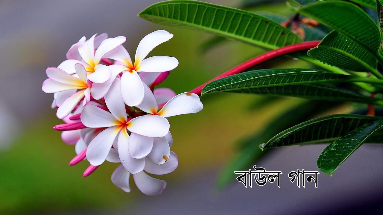 Bangla Baul Gan (বাংলা বাউল গান) - YouTube